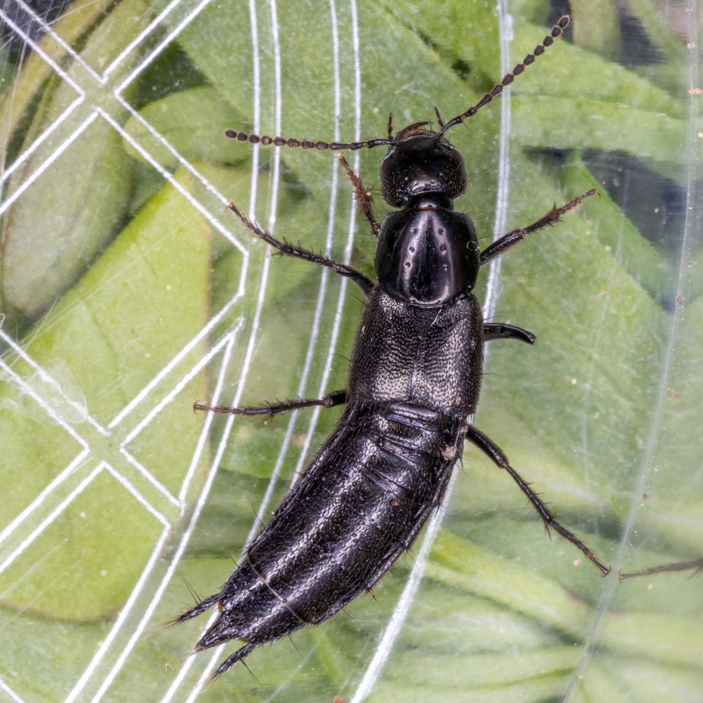 Quedius from Jackson Bottom Wetlands, Hillsboro, OR, USA on April 17 ...