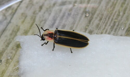 Marsh flicker (Pyractomena dispersa) · iNaturalist