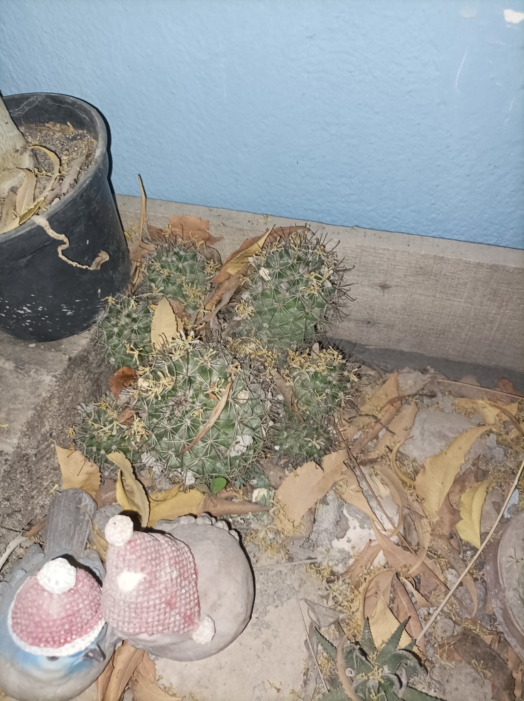 Coryphantha octacantha from Bicentenario, Cdad. Valles, S.L.P., México ...