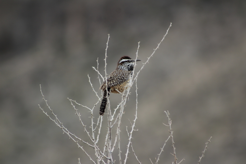 Matraca del desierto en marzo 2024 por Ramón Isaac Miramontes Cinco ...