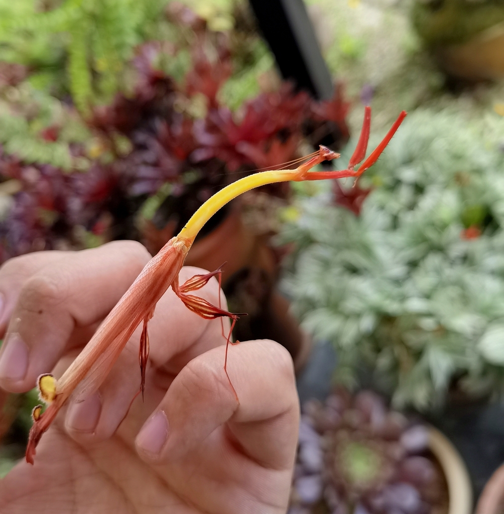 Toxodera integrifolia from Pahang, 马来西亚 on April 12, 2024 at 01:16 PM ...