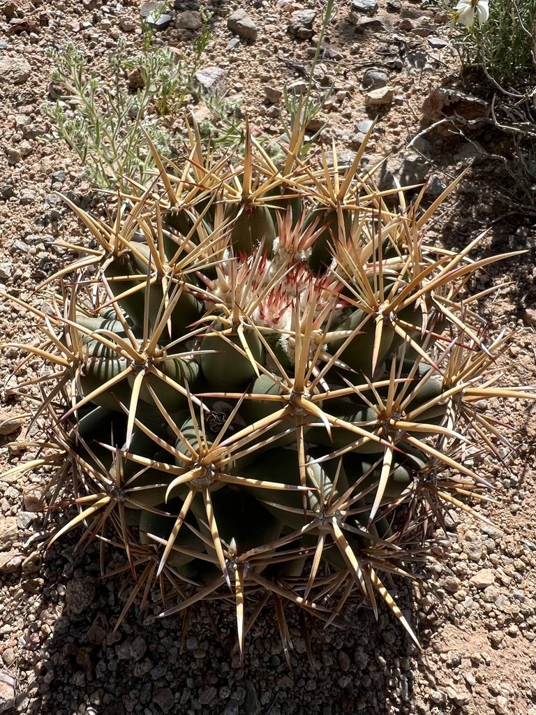 Long-tubercled Cory Cactus in April 2024 by tbaxter1 · iNaturalist