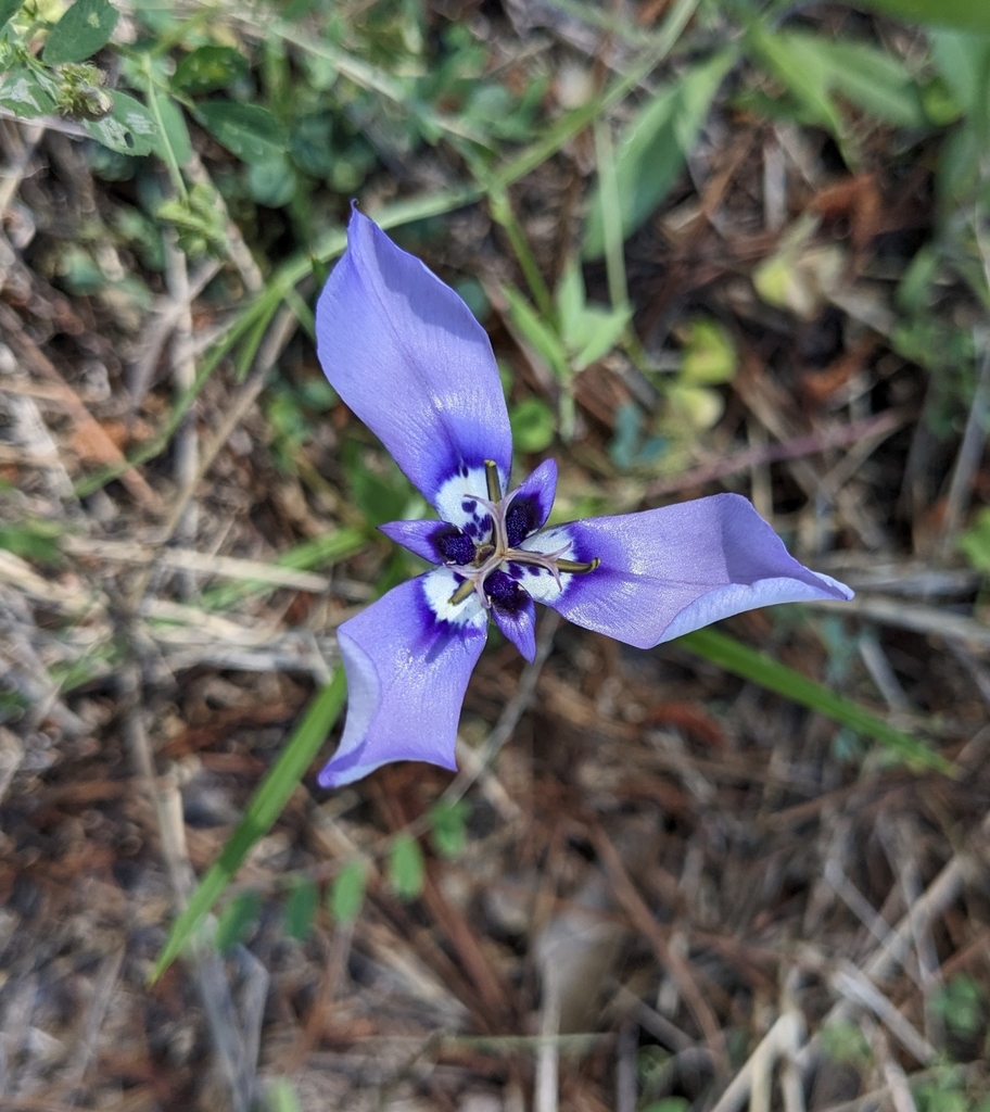 Prairie Nymph from Humble, TX 77396, USA on April 12, 2024 at 11:17 AM ...