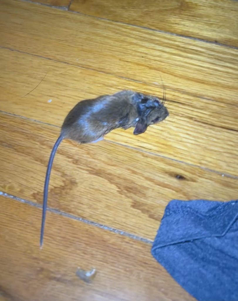 Deer Mouse in April 2024 by AVNJ · iNaturalist