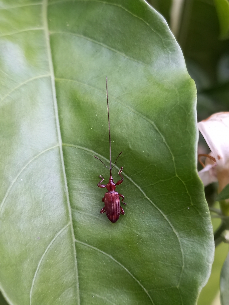 Hose-nosed Weevil from George Municipality, South Africa on April 16 ...
