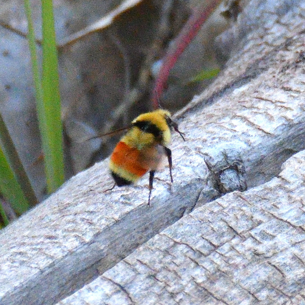 Hunt's Bumble Bee from Washington County, UT, USA on April 17, 2024 at ...