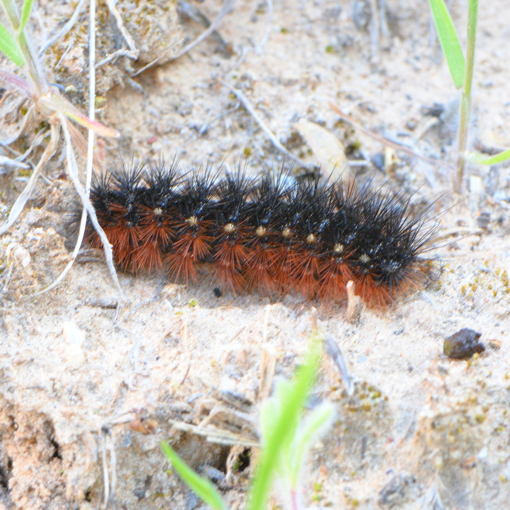 Apantesis from Zion National Park, Washington County, UT, USA on April ...