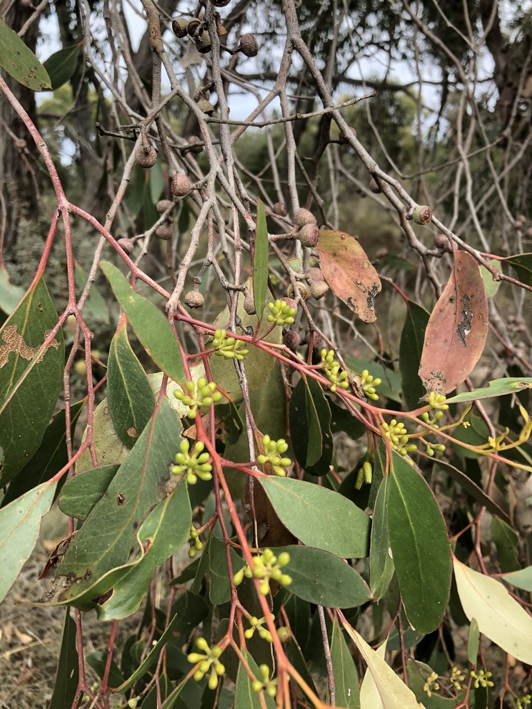 desert stringybark from Minimay VIC 3413, Australia on April 18, 2024 ...