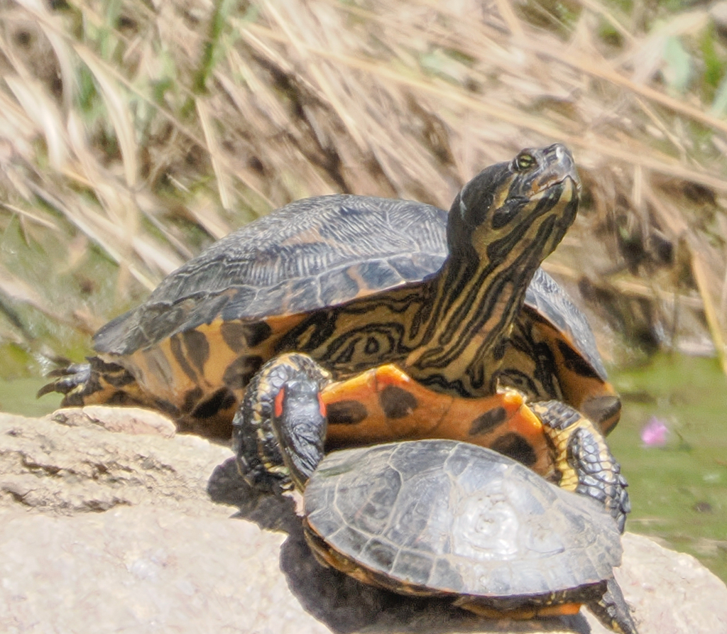 Pond Slider from Whetstone, Columbus, OH 43214, USA on April 13, 2024 ...