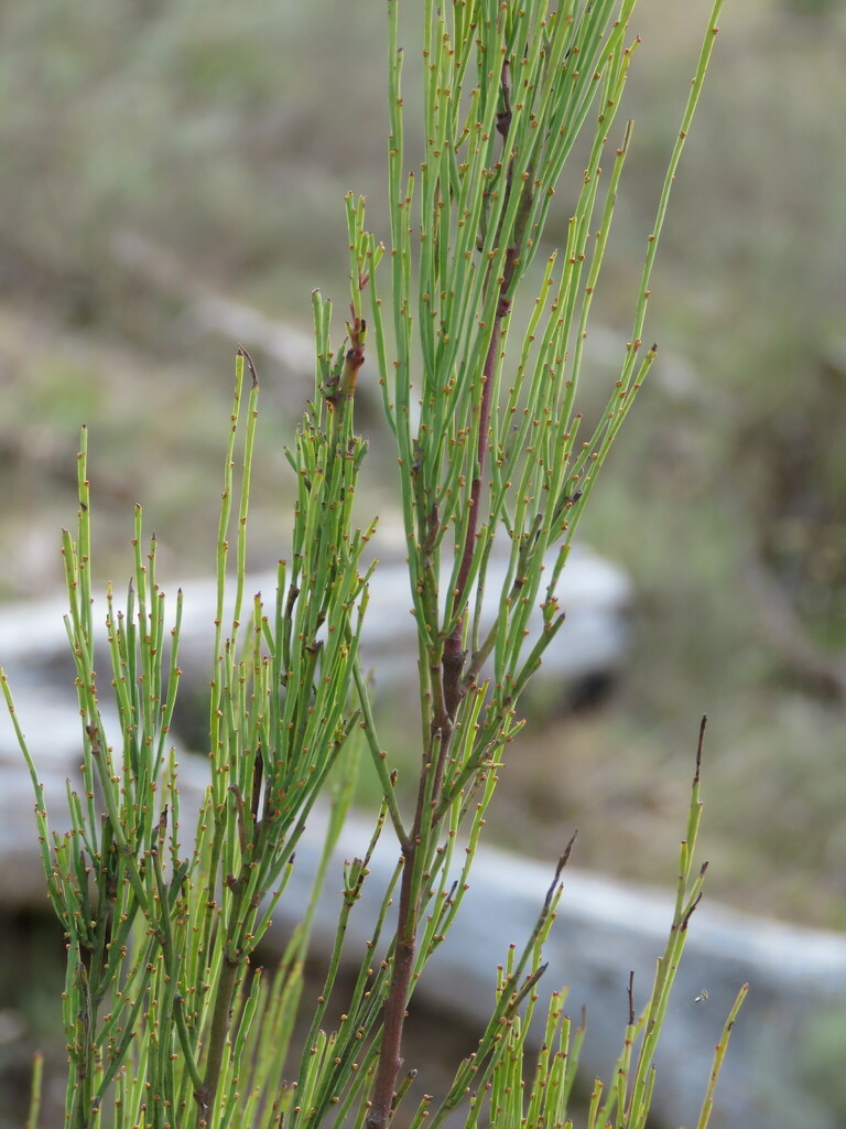 Exocarpos from Omeo VIC 3898, Australia on April 16, 2024 at 02:32 PM ...