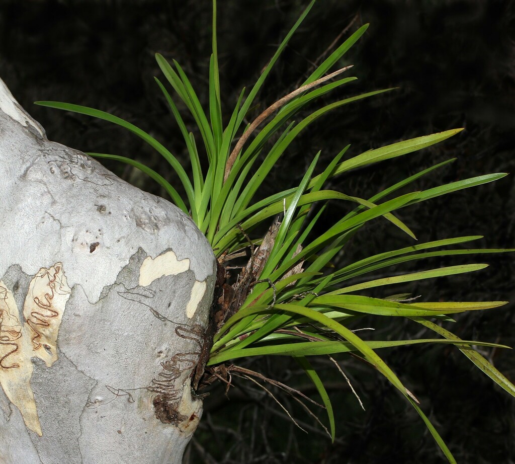 Snake Orchid from Blue Mountains, NSW, Australia on February 27, 2024 ...