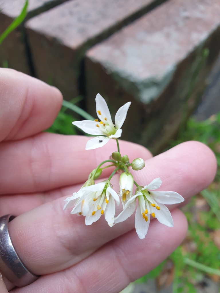 Onion Weed from Randwick NSW 2031, Australia on April 18, 2024 at 03:09 ...