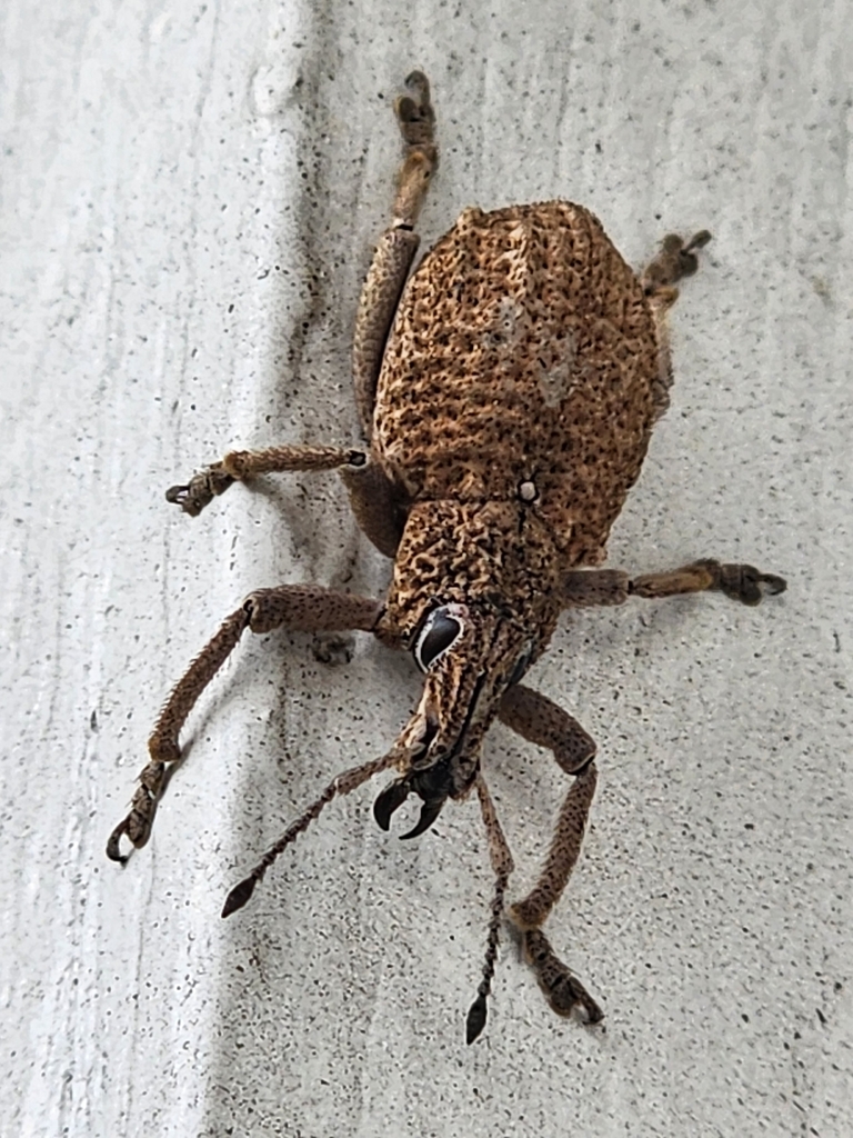Leptopius from Joseph Banks Dr opp Molyneaux Ave, Kings Langley NSW ...