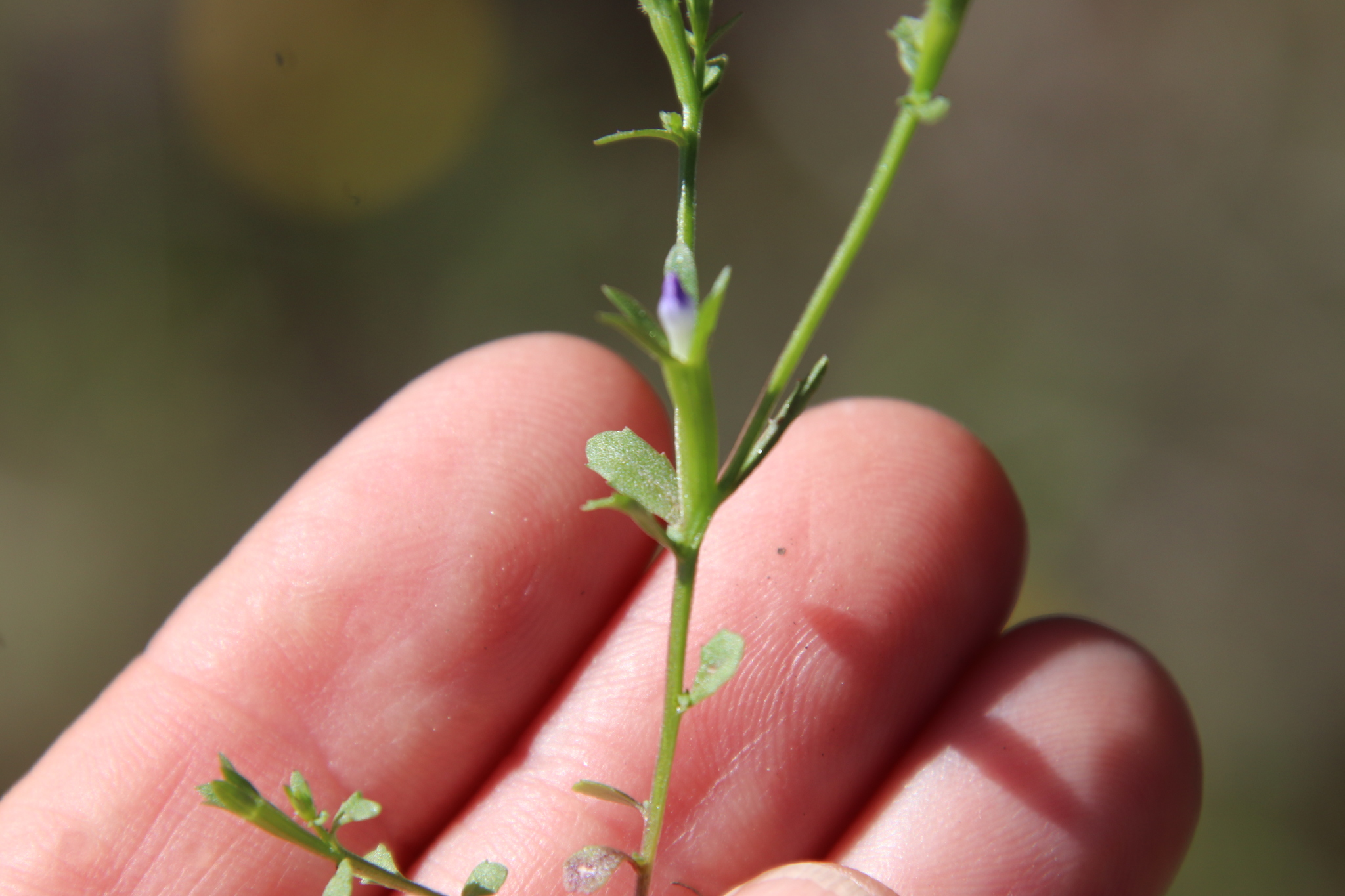 Githopsis diffusa A.Gray