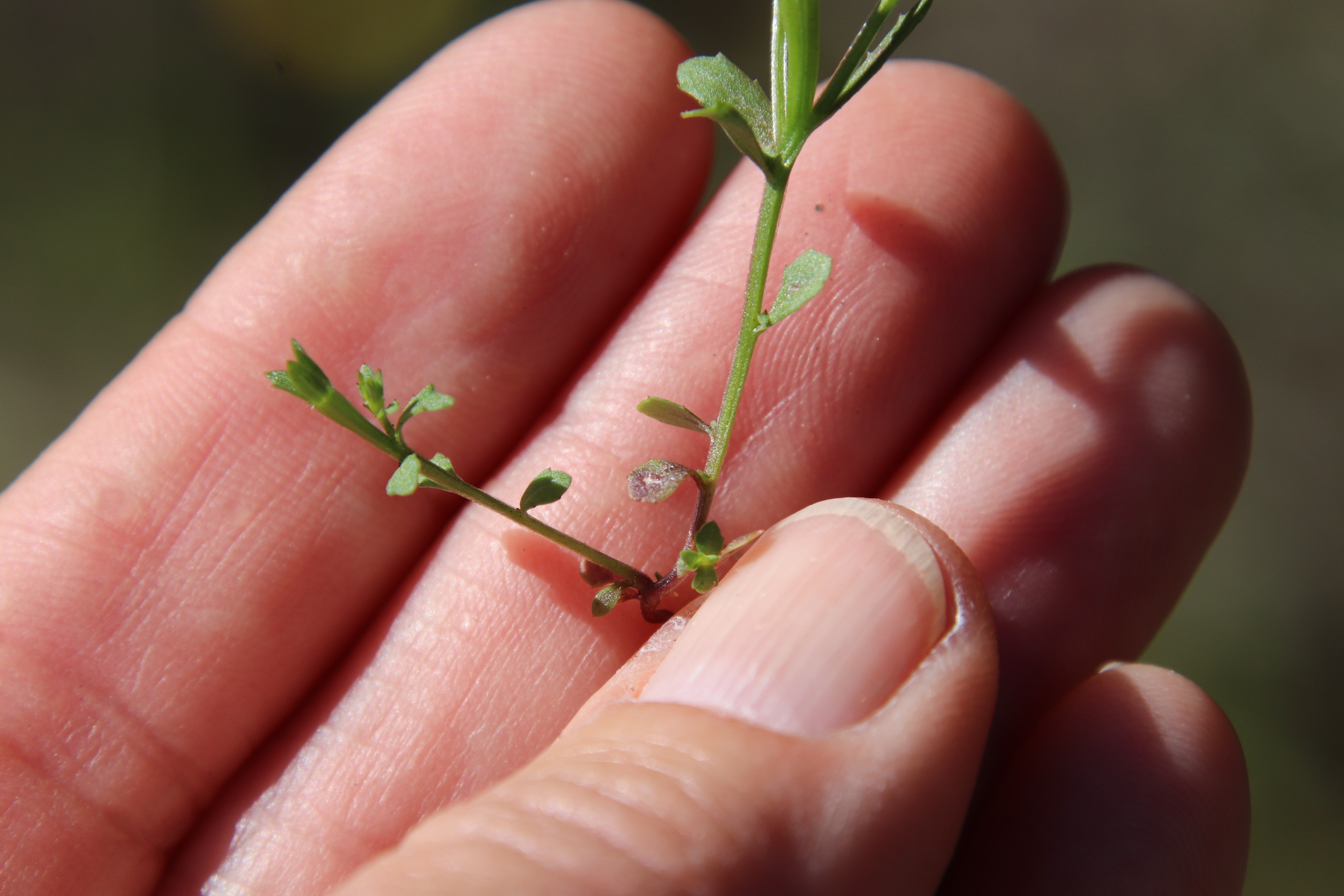 Githopsis diffusa A.Gray
