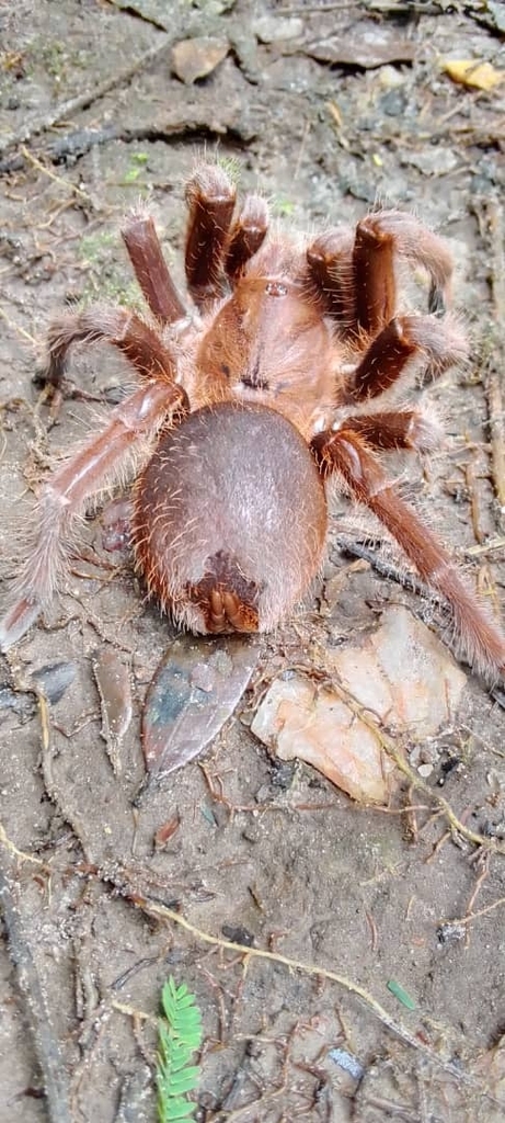 Anoploscelus from G3QV+WWF, Colline Ruvumbu, Rwanda on April 18, 2024 ...