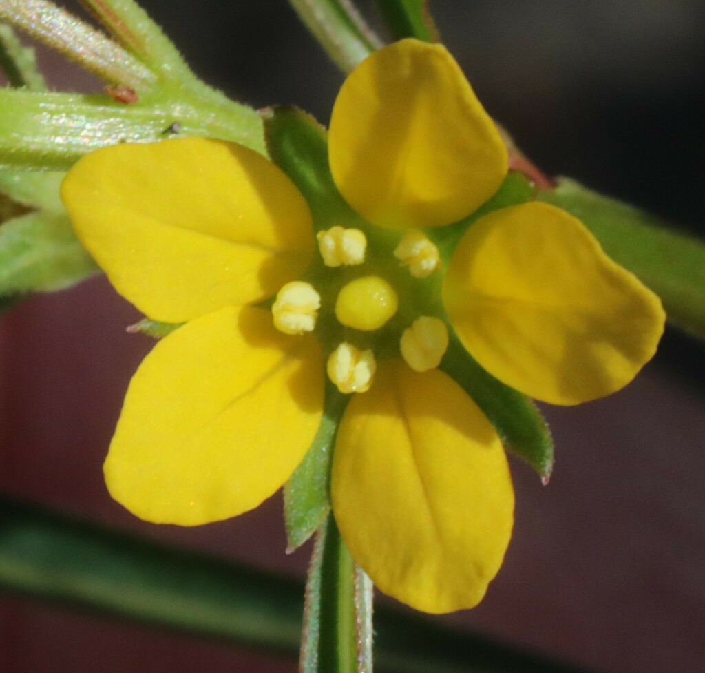 Perennial Water Primrose from Acacia Hills NT 0822, Australia on April ...