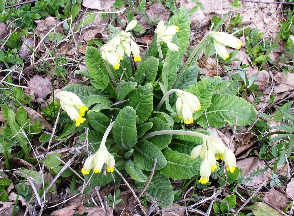 Cowslip from Чеховский р-н, Московская обл., Россия on April 28, 2007 ...