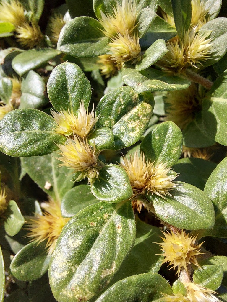 creeping chaffweed from Rockhampton QLD, Australia on April 14, 2024 at ...