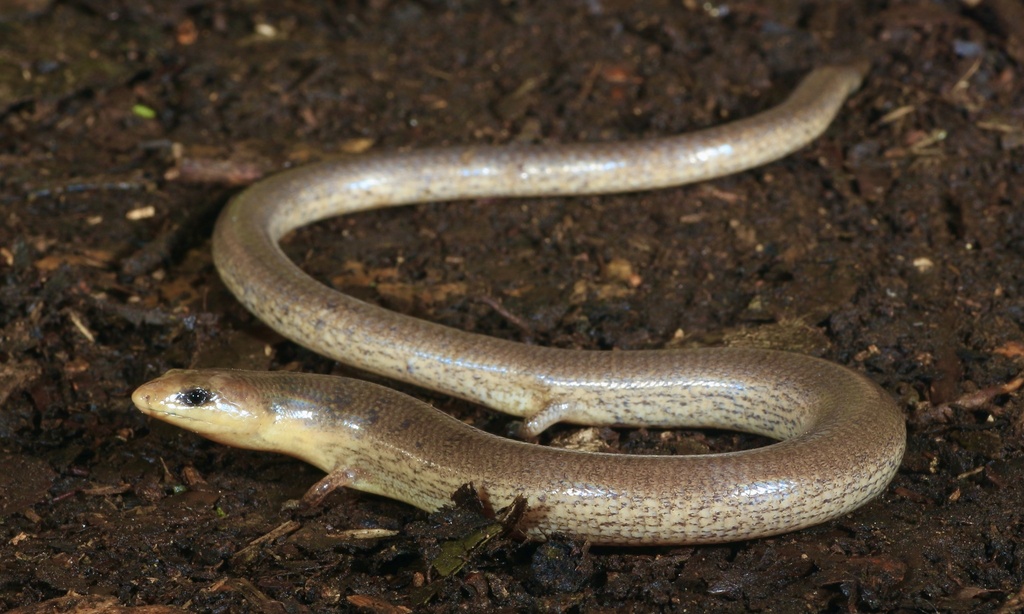 Three-toed Snake-Skink from Springbrook National Park, Springbrook, QLD ...
