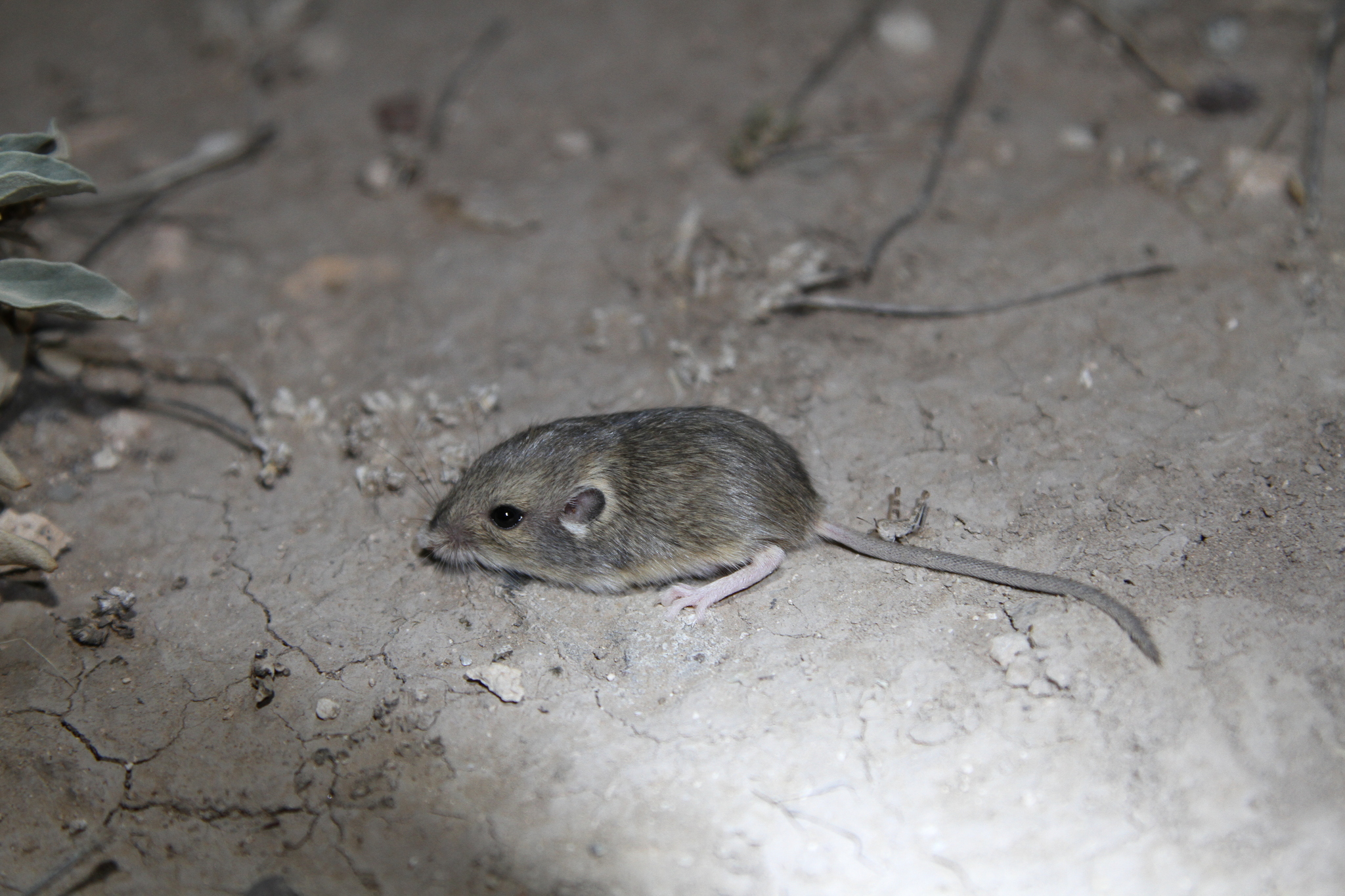 Perognathus merriami J.A.Allen, 1892