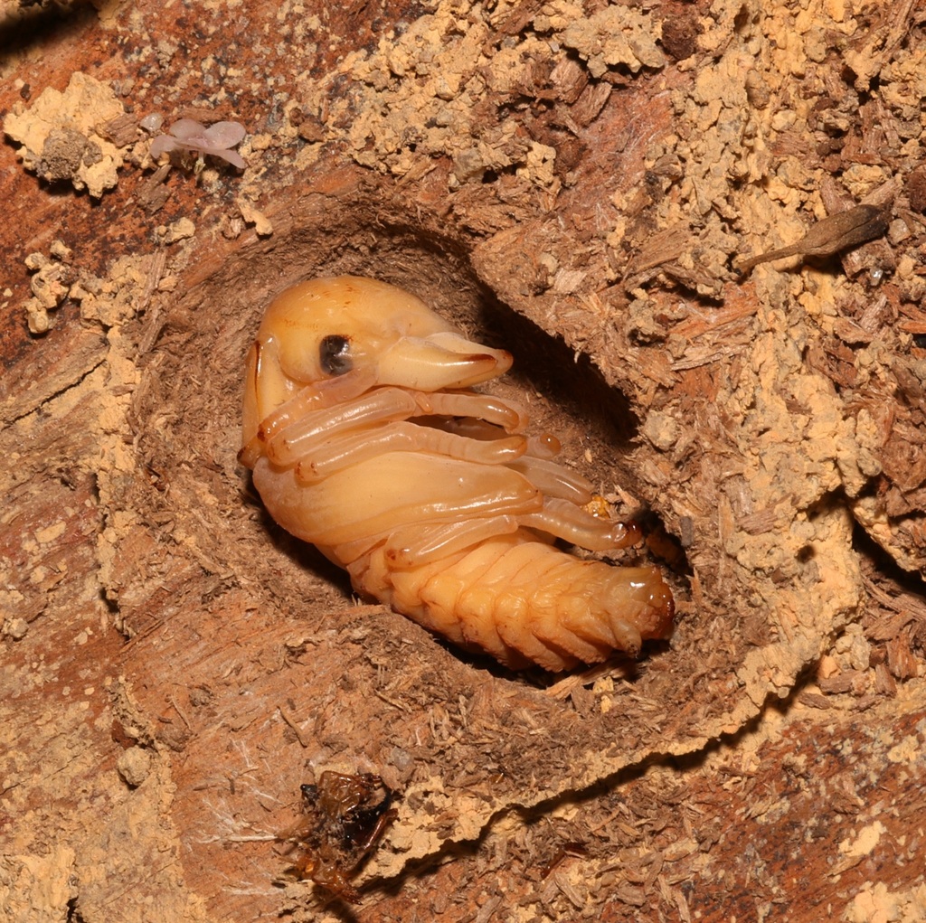 Prosopocoilus biplagiatus in April 2024 by sk2 · iNaturalist