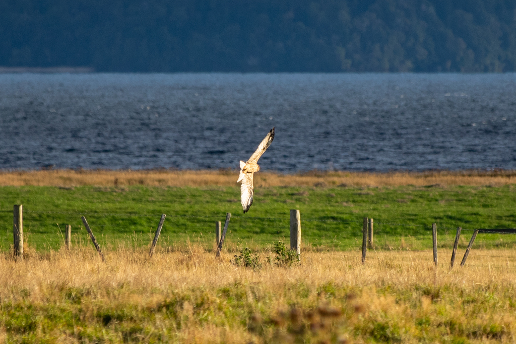 Swamp Harrier from Southland, Southland, New Zealand on April 16, 2024 ...