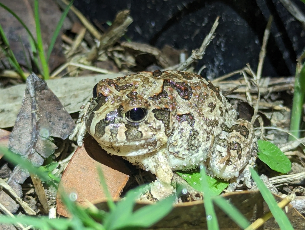 Ornate Burrowing Frog from Keperra QLD 4054, Australia on April 18 ...