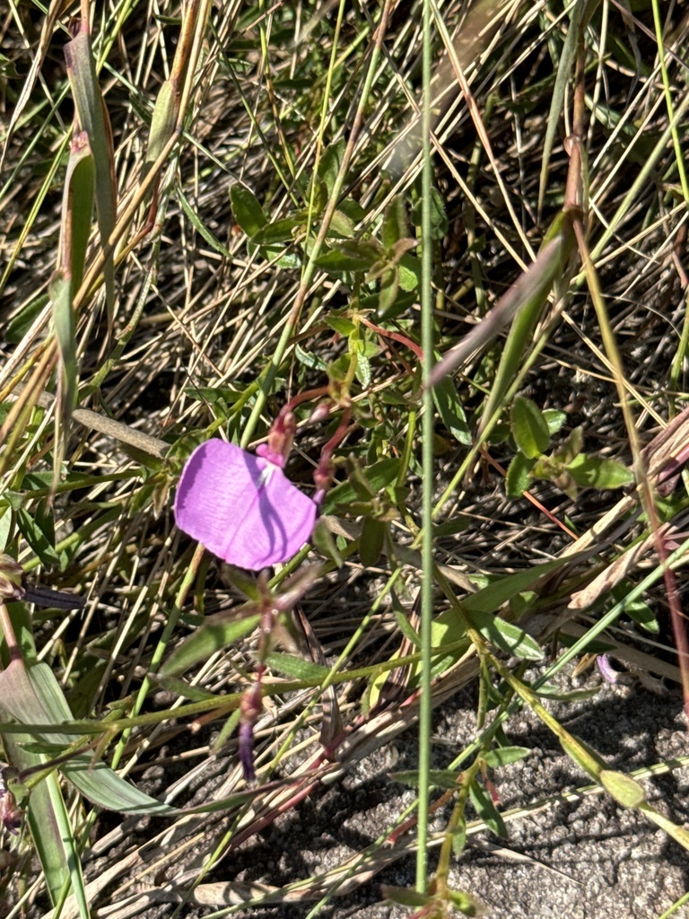 Spade Flower from Ugu, ZA-NL, ZA on April 18, 2024 at 11:27 AM by ...