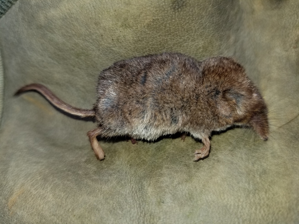 Masked Shrew from Newark, DE 19711, USA on April 17, 2024 at 09:49 AM ...