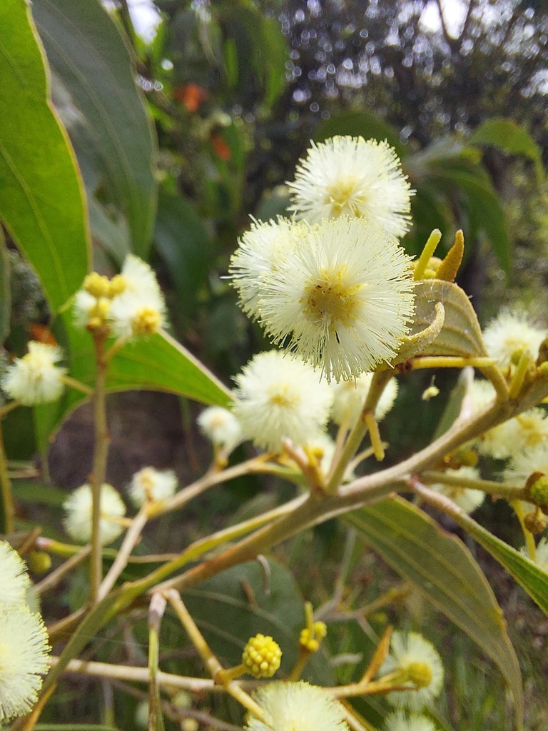 wattles in April 2024 by Alex Kenins. A. cf. flavescens · iNaturalist
