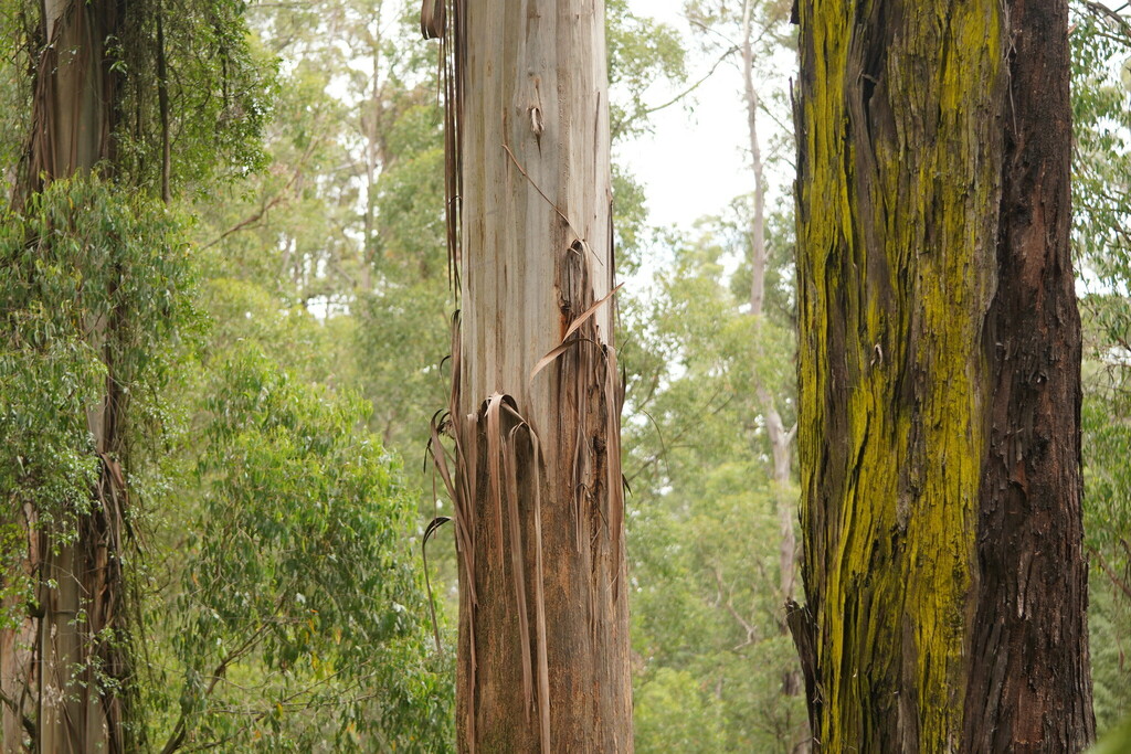 Australian Mountain Ash from Melbourne VIC, Australia on April 11, 2024 ...