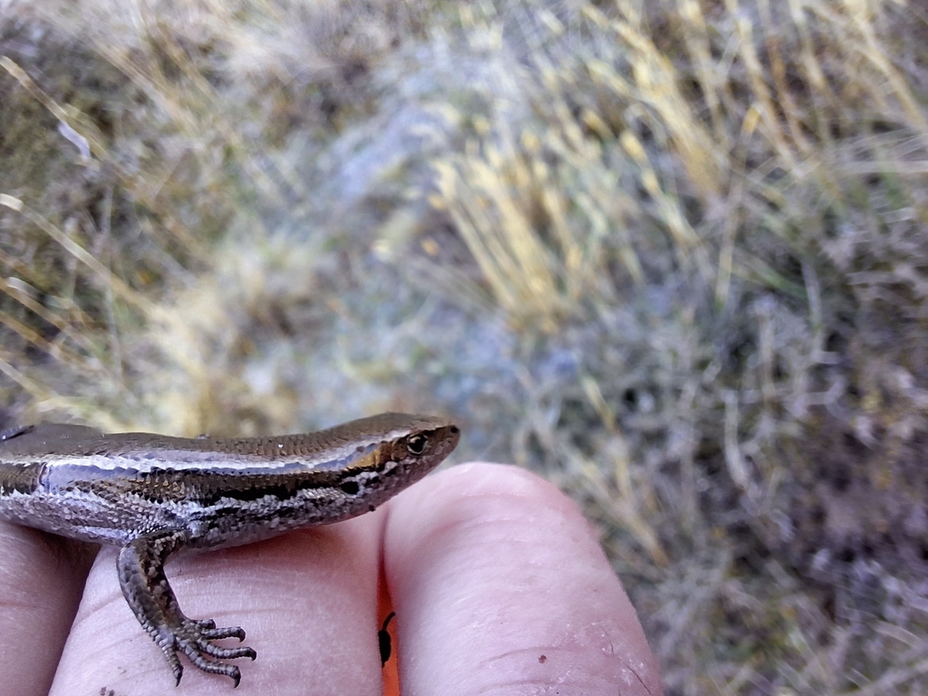 New Zealand Grass Skink from Awatere Valley 7274, New Zealand on April ...