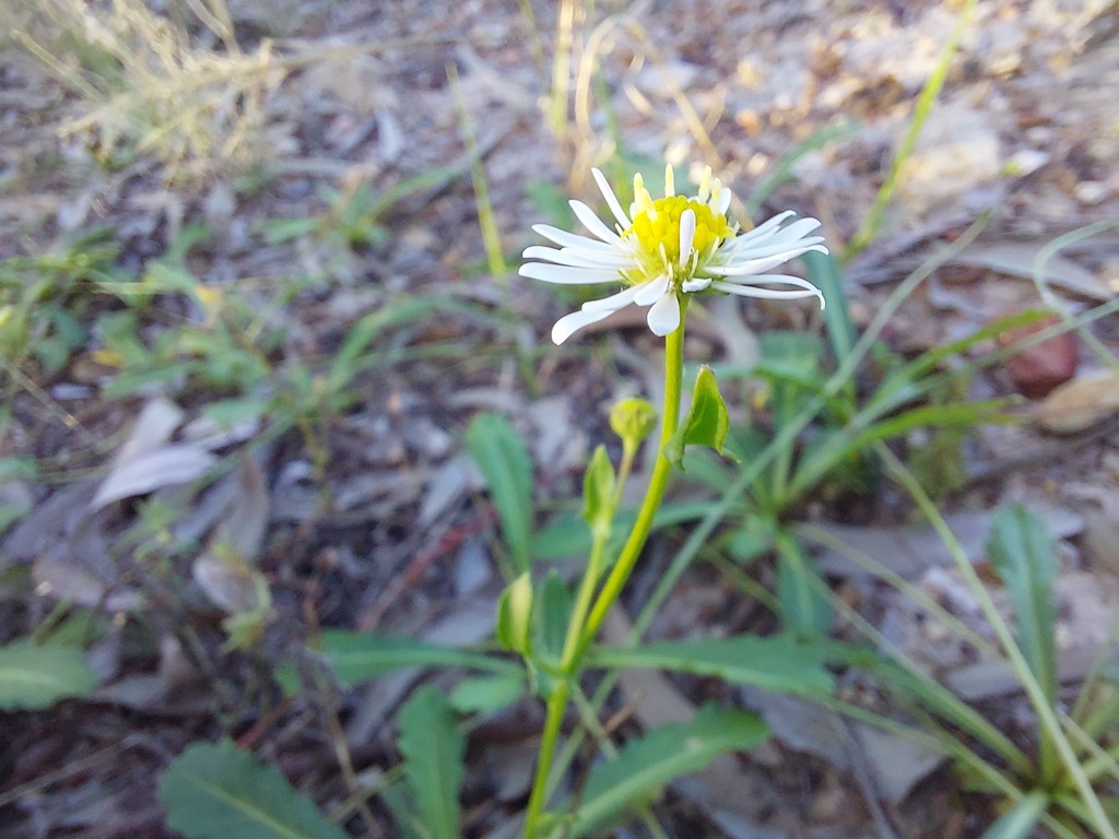 Calotis dentex from Rockhampton QLD, Australia on April 16, 2024 at 04: ...
