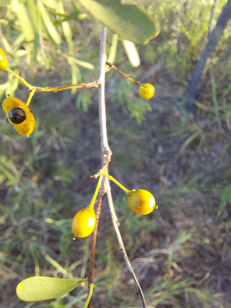 yellow berry bush from Rockhampton QLD, Australia on April 16, 2024 at ...