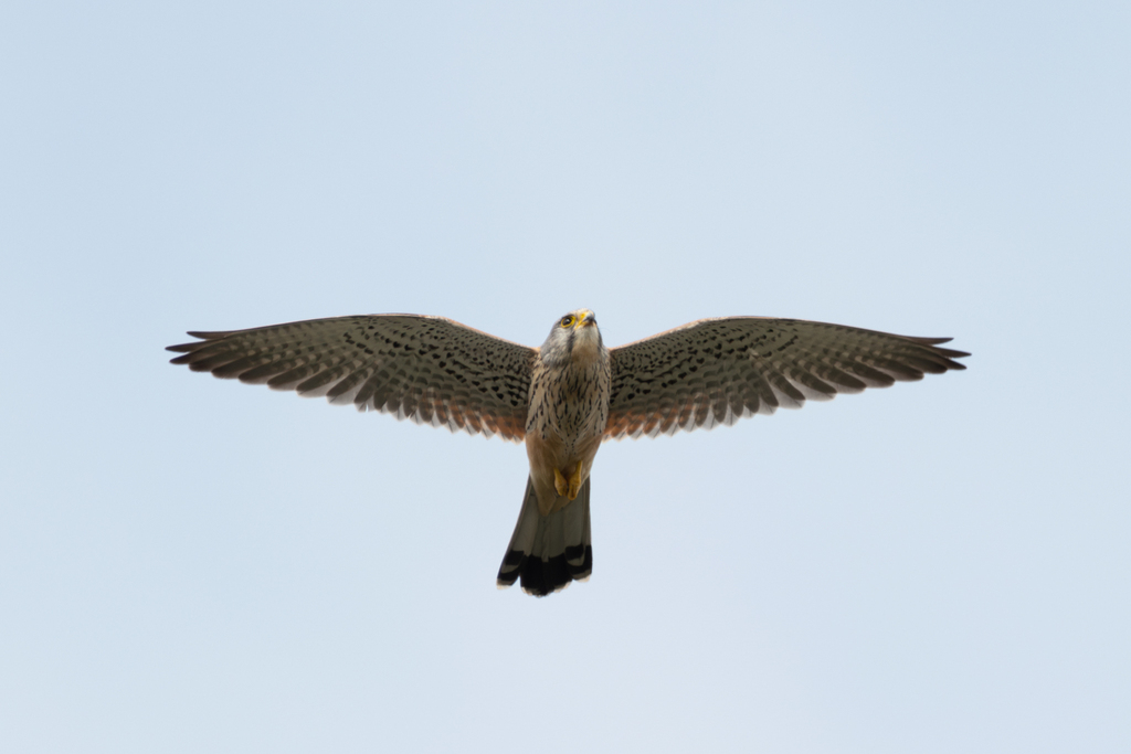 Western Eurasian Kestrel in April 2024 by Manuel Raab · iNaturalist