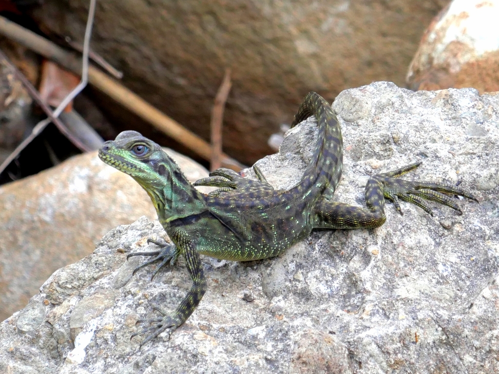 Philippine Sailfin Lizard in April 2024 by frogtime · iNaturalist