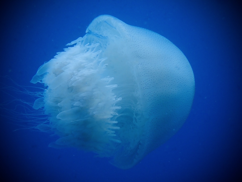 Rhopilema hispidum from North Pacific Ocean, New Territories, HK on ...