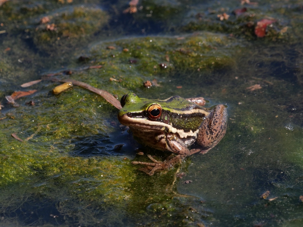 Green Paddy Frog from Negros Occidental Minoyan, Murcia, G463+WRP ...