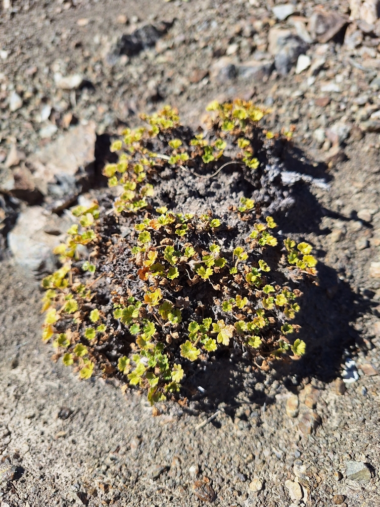 Alpine Crane's Bill from Awatere Valley 7274, New Zealand on April 18 ...