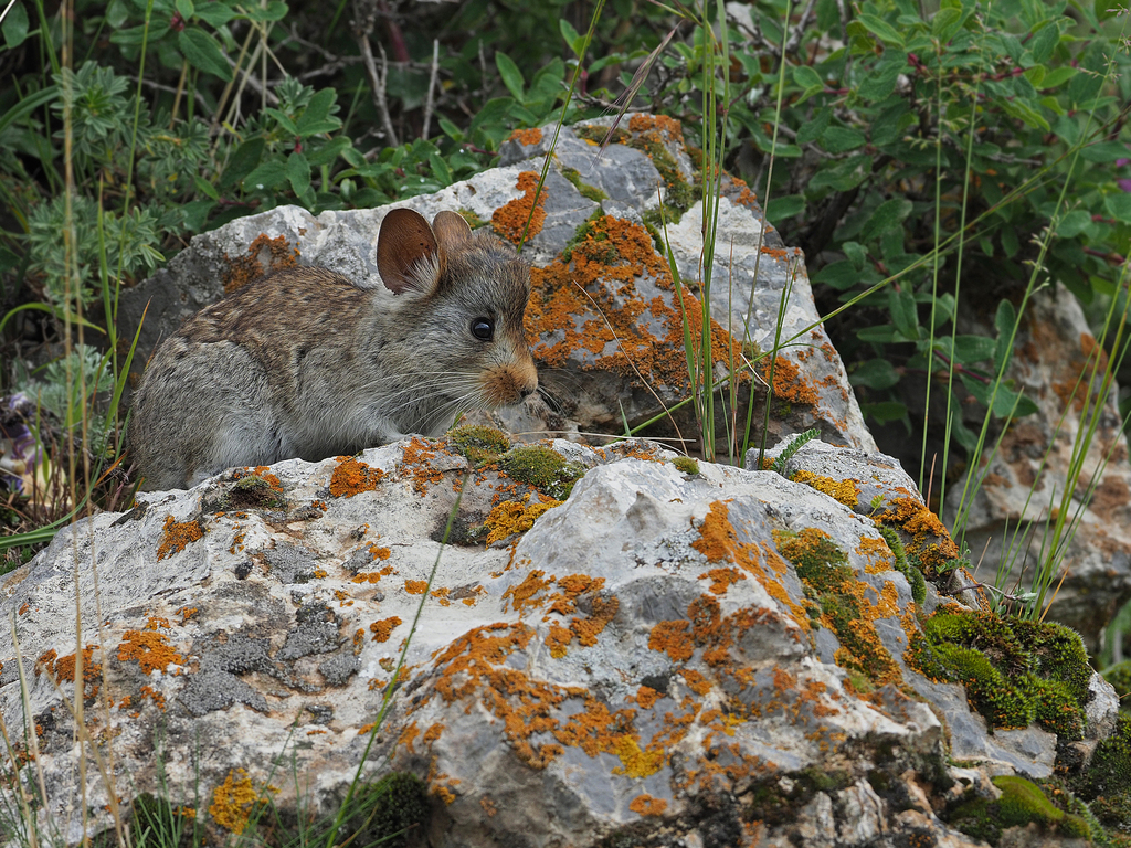 Chinese Red Pika from Chaka, Ulan County, Ulan County, Haixi Mongol and ...