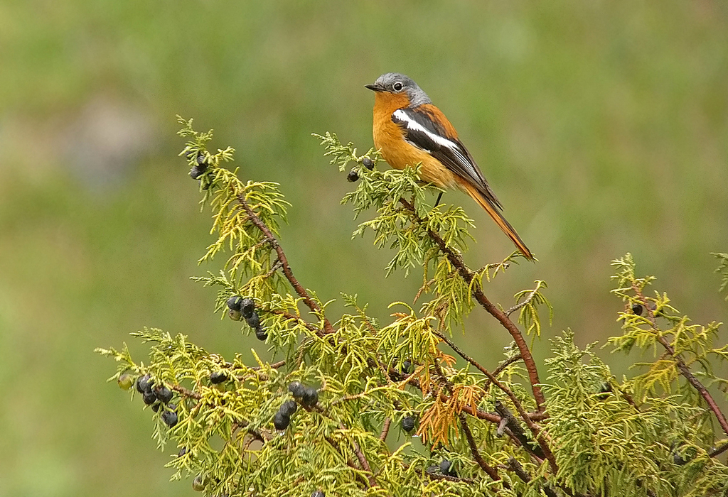 Ala Shan Redstart in July 2017 by James Eaton · iNaturalist