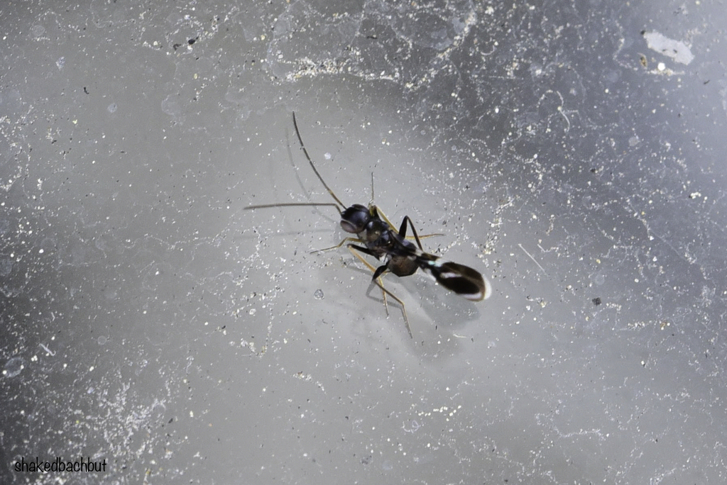 Eupelmidae from ירושלים on April 13, 2024 at 02:10 PM by Shaked Bachbut · iNaturalist