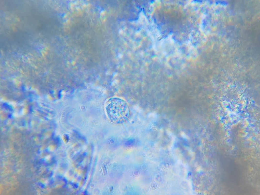 Aspidisca from 广东省深圳市宝安区福永 on April 16, 2024 at 06:19 PM by 锎钔锕 ...