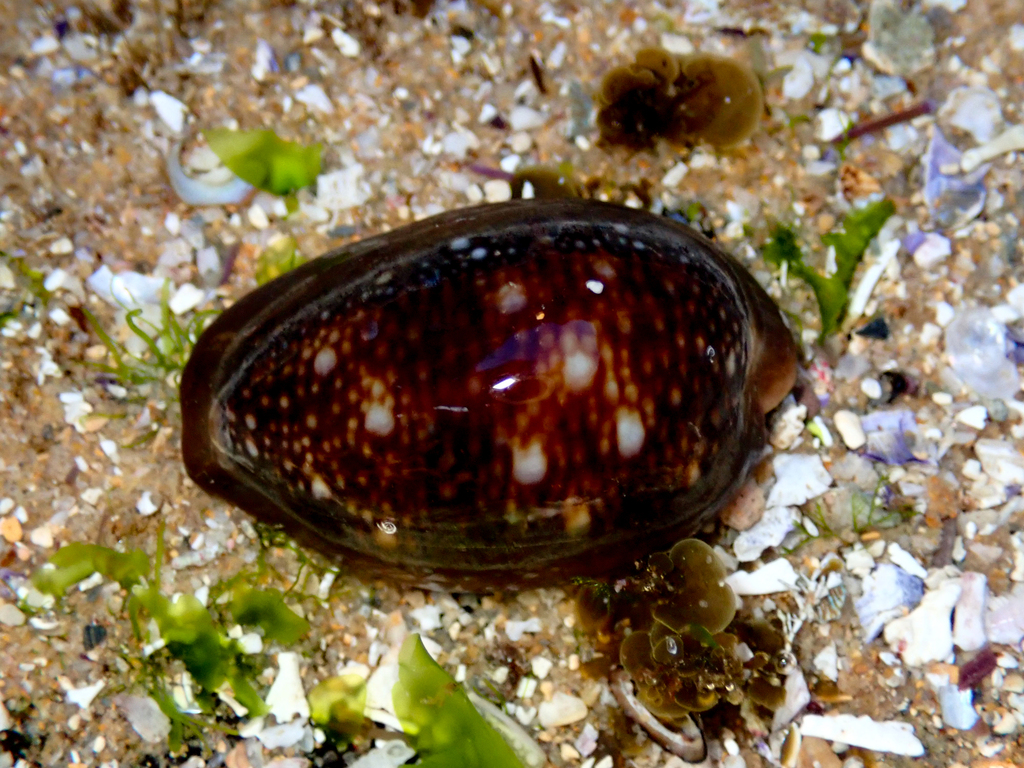 Snakehead Cowrie from Bateau Bay Beach, NSW, Australia on April 18 ...