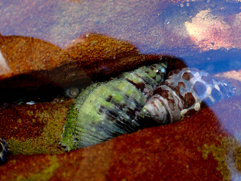 Lineated cominella from Bateau Bay Beach, NSW, Australia on April 18 ...