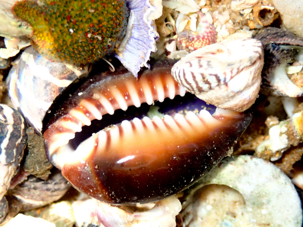 Snakehead Cowrie from Bateau Bay Beach, NSW, Australia on April 18 ...