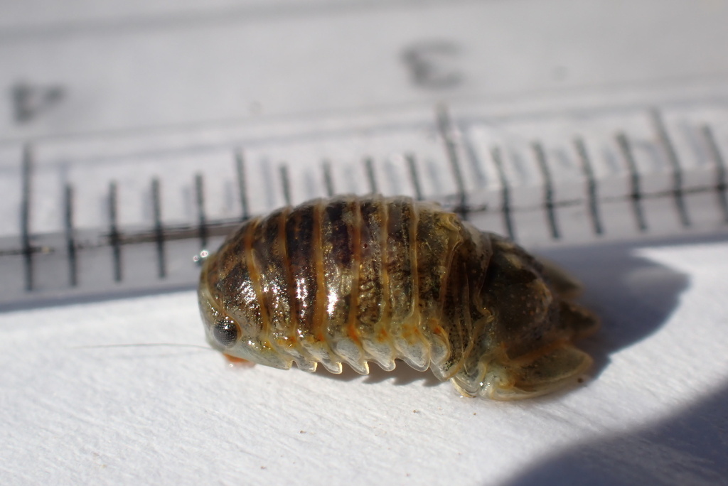 Spherical Isopods from South Island / Te Waipounamu, French Farm ...