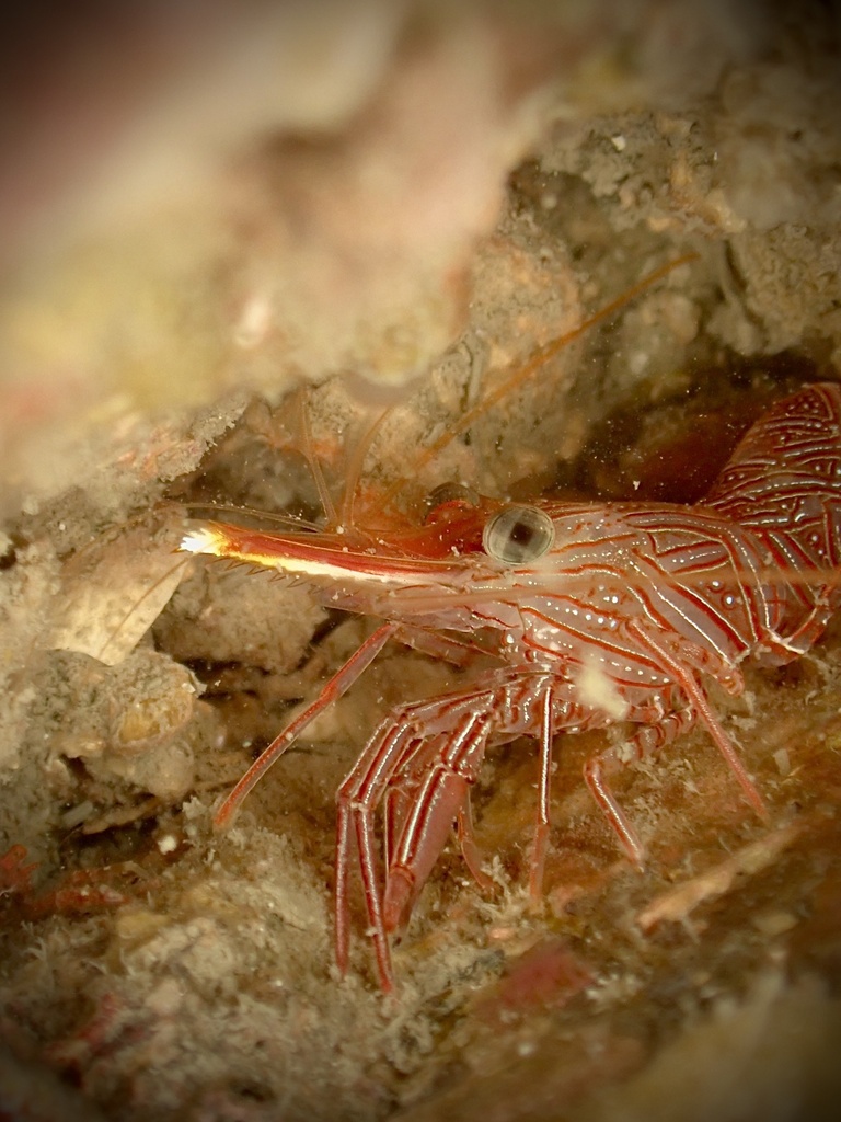 Durban dancing shrimp from North Pacific Ocean, New Territories, HK on ...