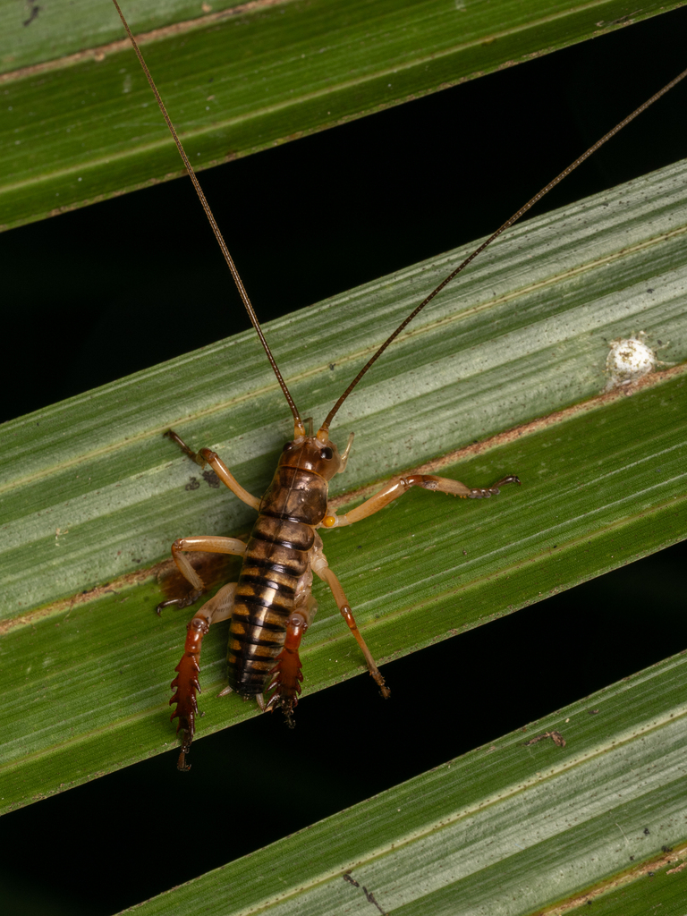 Wellington Tree Wētā from Buller District, West Coast, New Zealand on ...